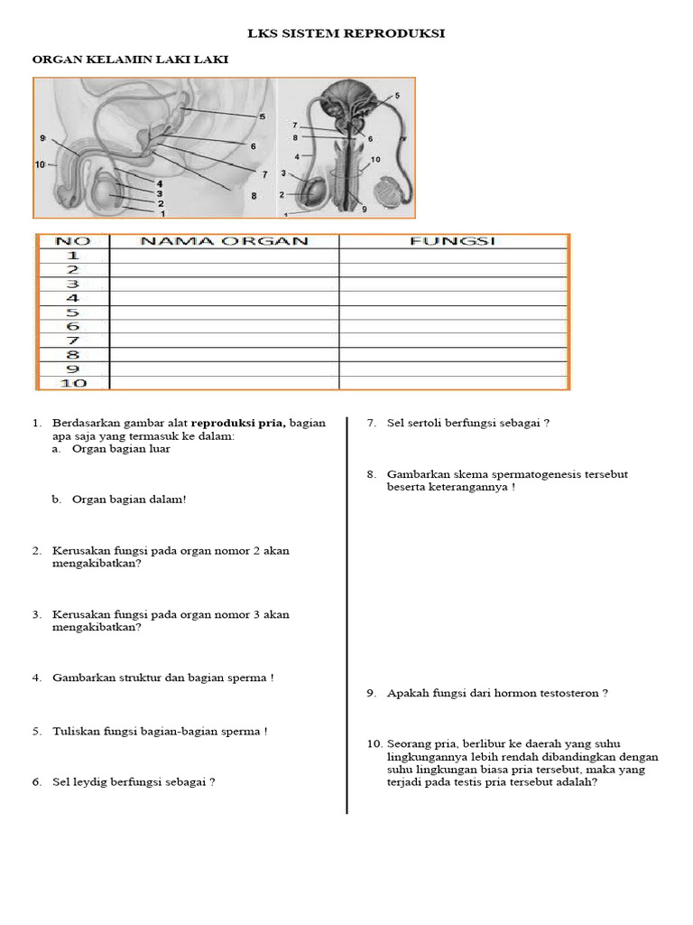 Sistem Reproduksi | PDF | Pengembangan Diri | Kesehatan Holistik