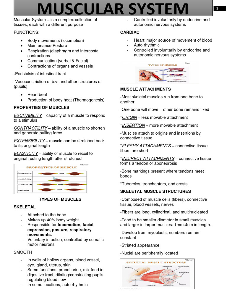 Muscular System | PDF | Skeletal Muscle | Muscle Contraction