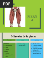 Inervación Del Pie | PDF | Dedo del pie | Pie