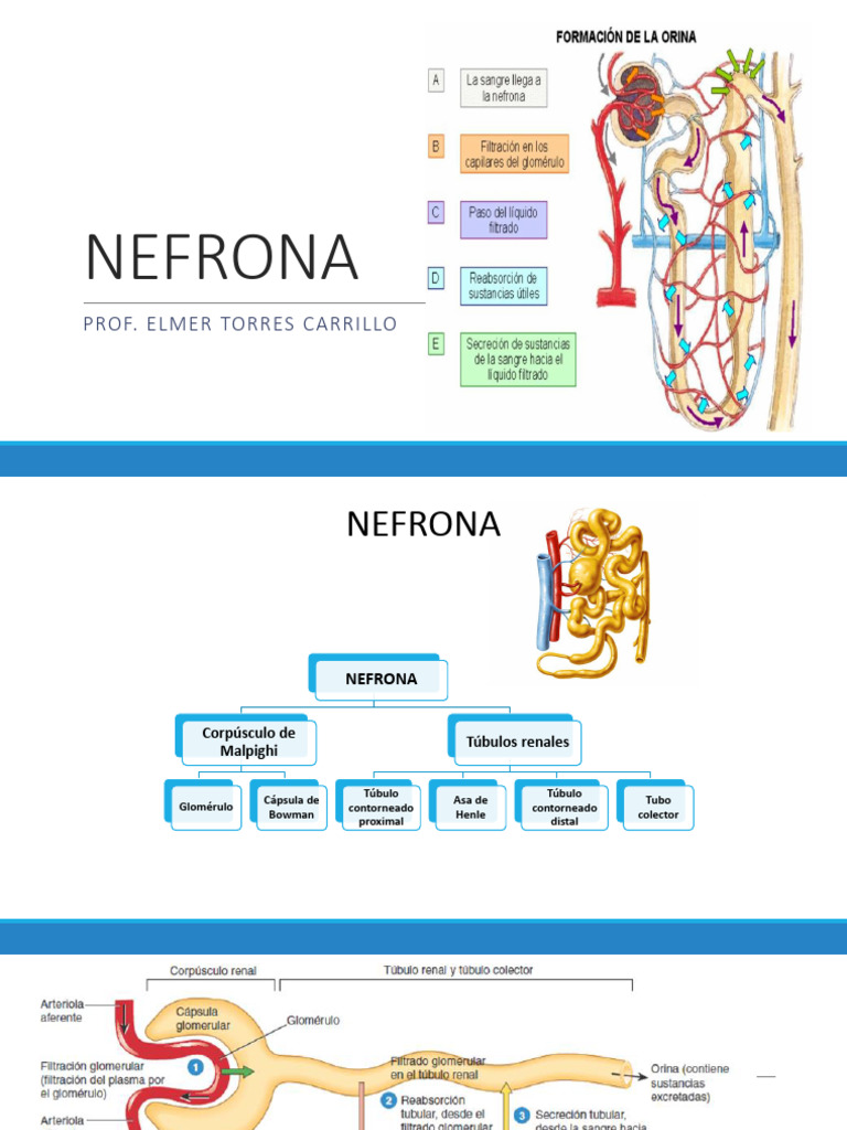 Partes y funciones de la nefrona | PDF | Riñón | Orina