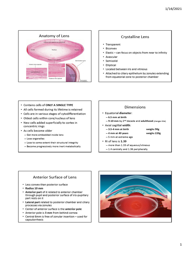 Lens | PDF | Epithelium | Cell (Biology)