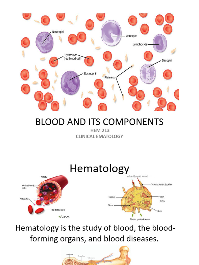 Hematology Lecture 1 - Blood and Its Components - Backup | PDF | Blood ...
