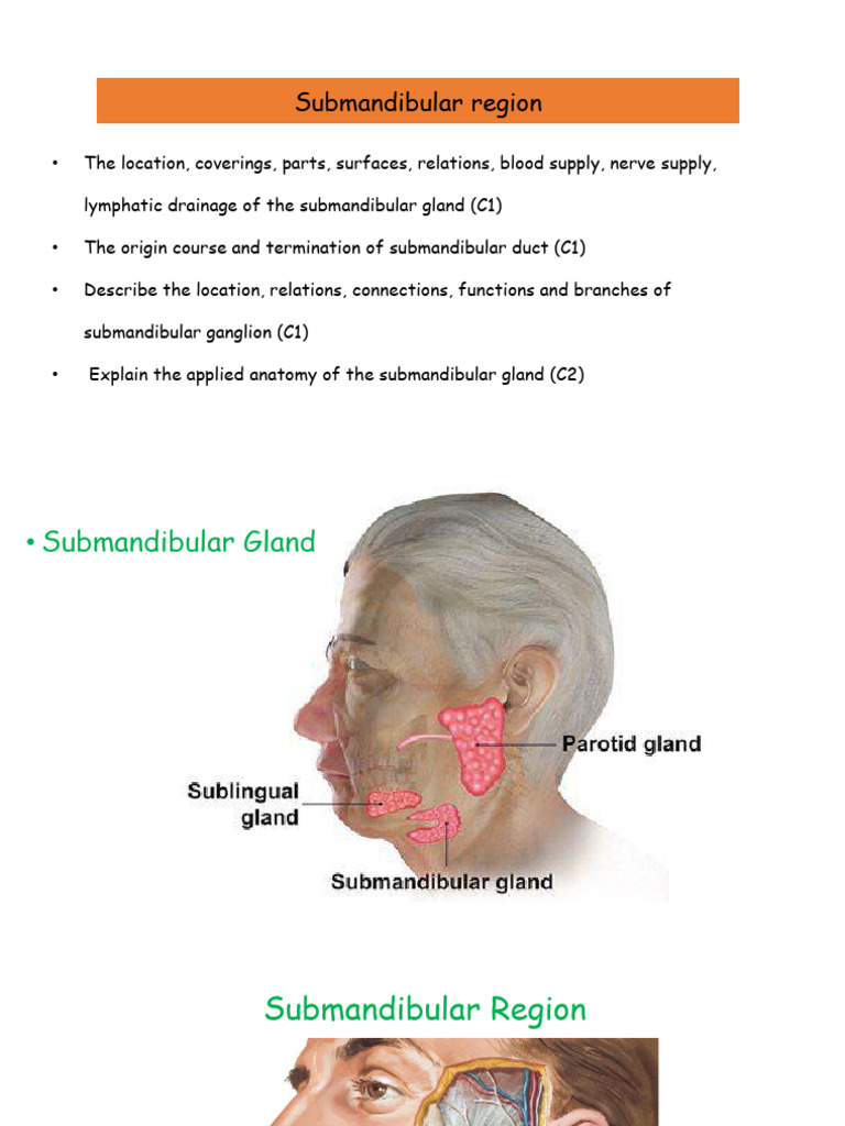 Submandibular region-1 | PDF | Tongue | Animal Anatomy