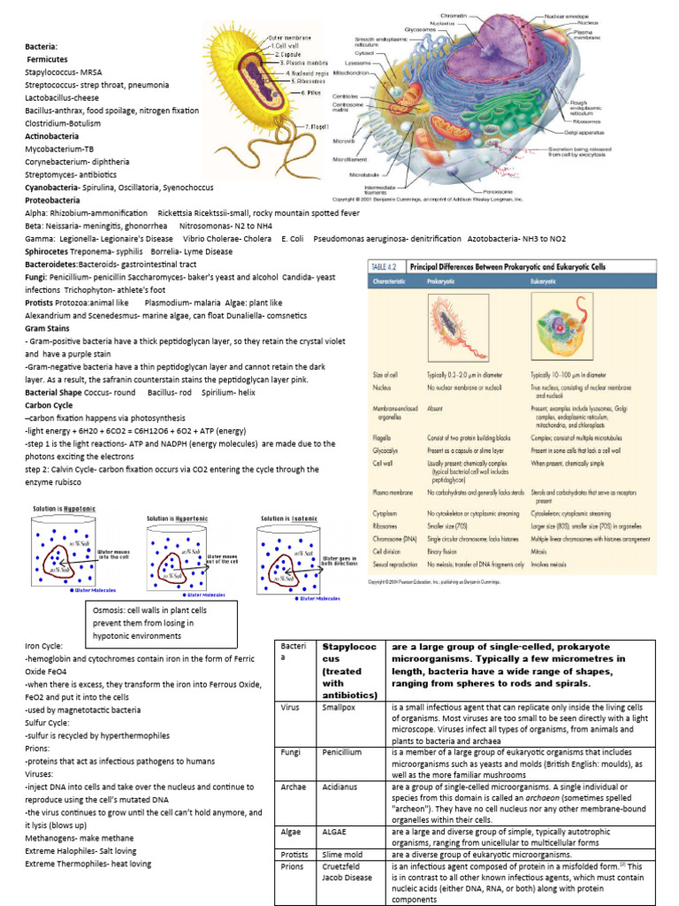 Microbial Diversity: Bacteria, Fungi, Viruses | PDF | Microorganism ...