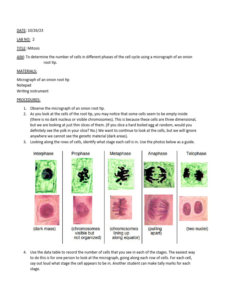 Lab No 2 Mitosis (Final Draft) | PDF | Mitosis | Meiosis