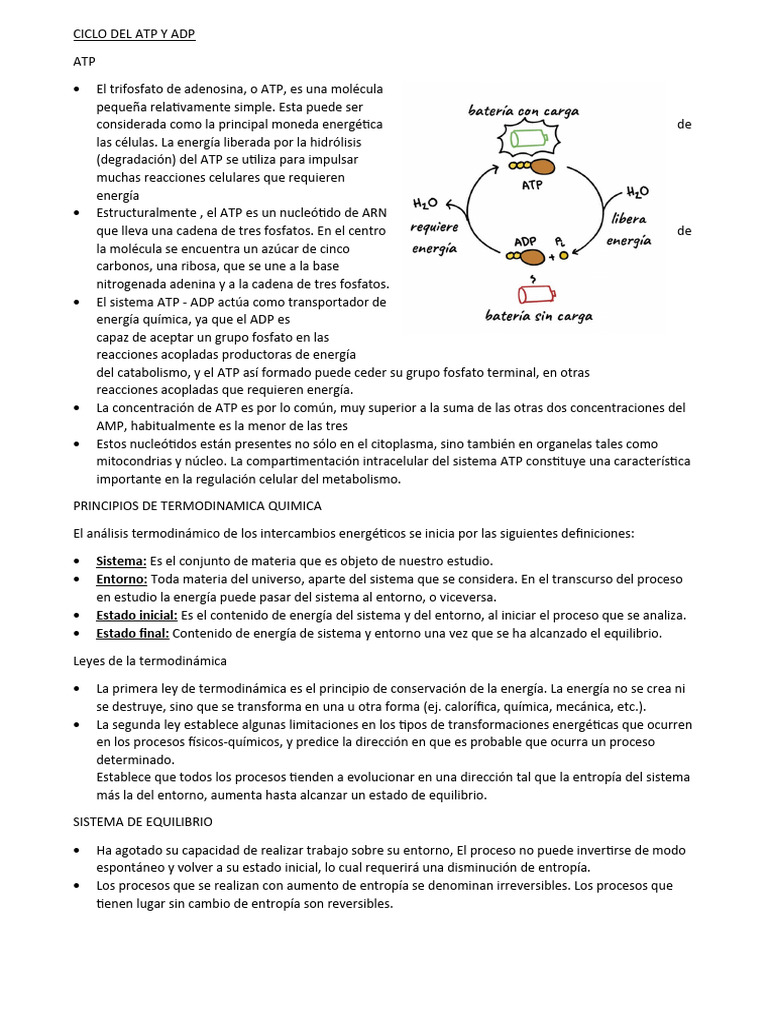Ciclo del ATP y su función energética | PDF | Trifosfato de adenosina ...