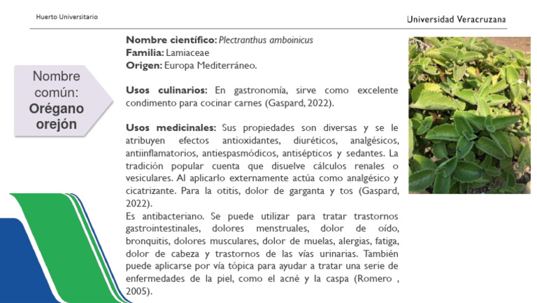Oregano Orejon | PDF | Salud y bienestar