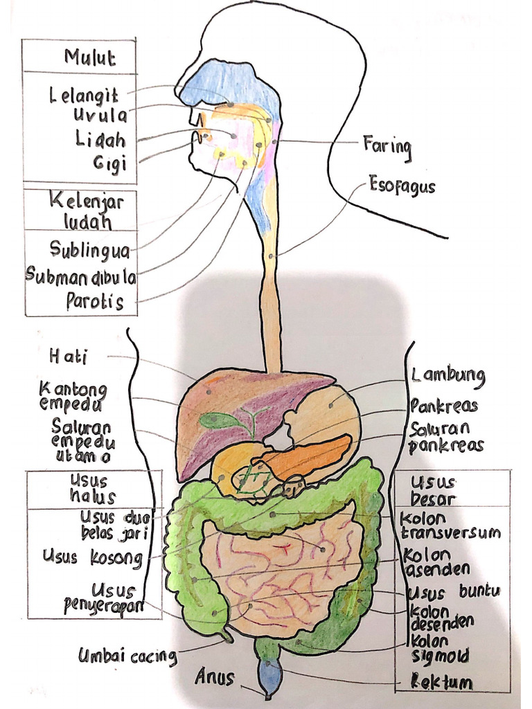 anatomi_delya enjelita | PDF