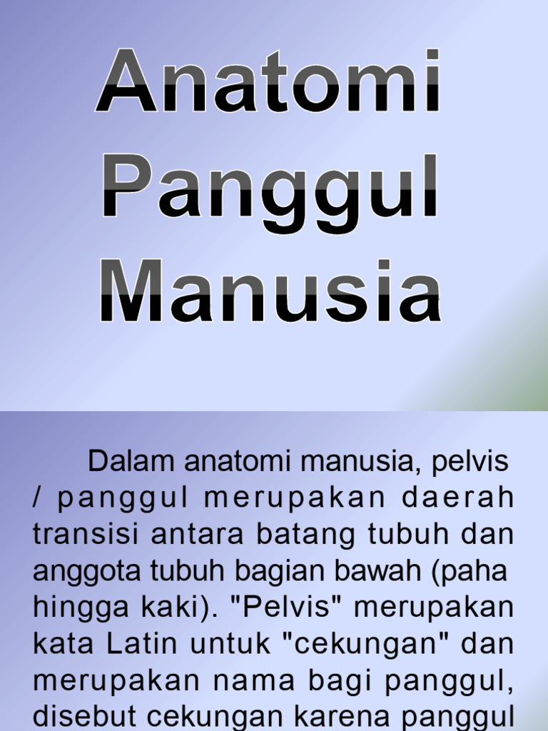 Anatomi Tulang Panggul Manusia 1 | PDF Anatomi Tulang Panggul Manusia 1 | PDF