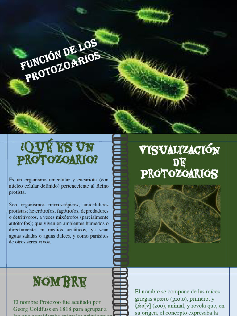 Funciones y características de los protozoos | PDF | Protozoos | Organismos