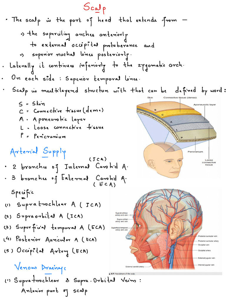 Scalp | PDF | Anatomy | Human Head And Neck