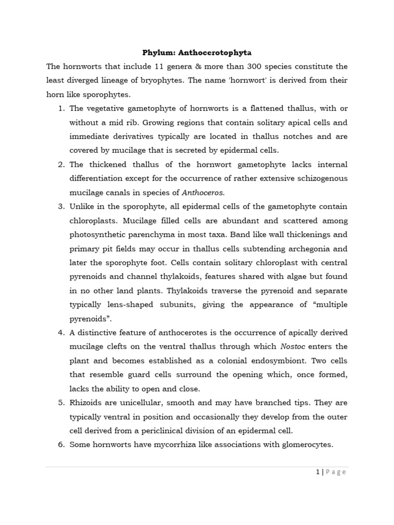 Phylum Anthocerotophyta | PDF | Biology | Anatomy