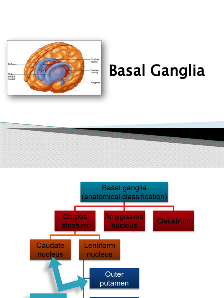 Basal Ganglia 2 | PDF