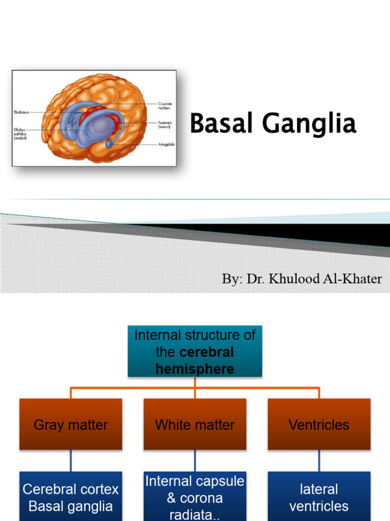 Basal Ganglia 1 | PDF