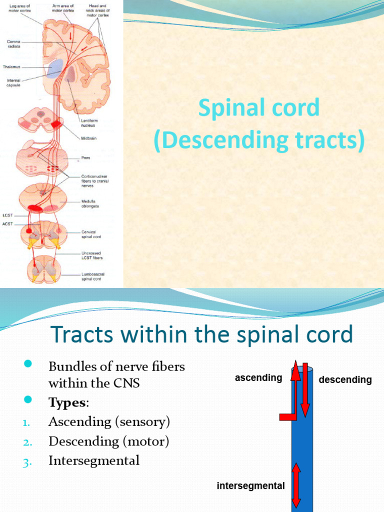 Descending Tracts | PDF | Motor Neuron | Spinal Cord