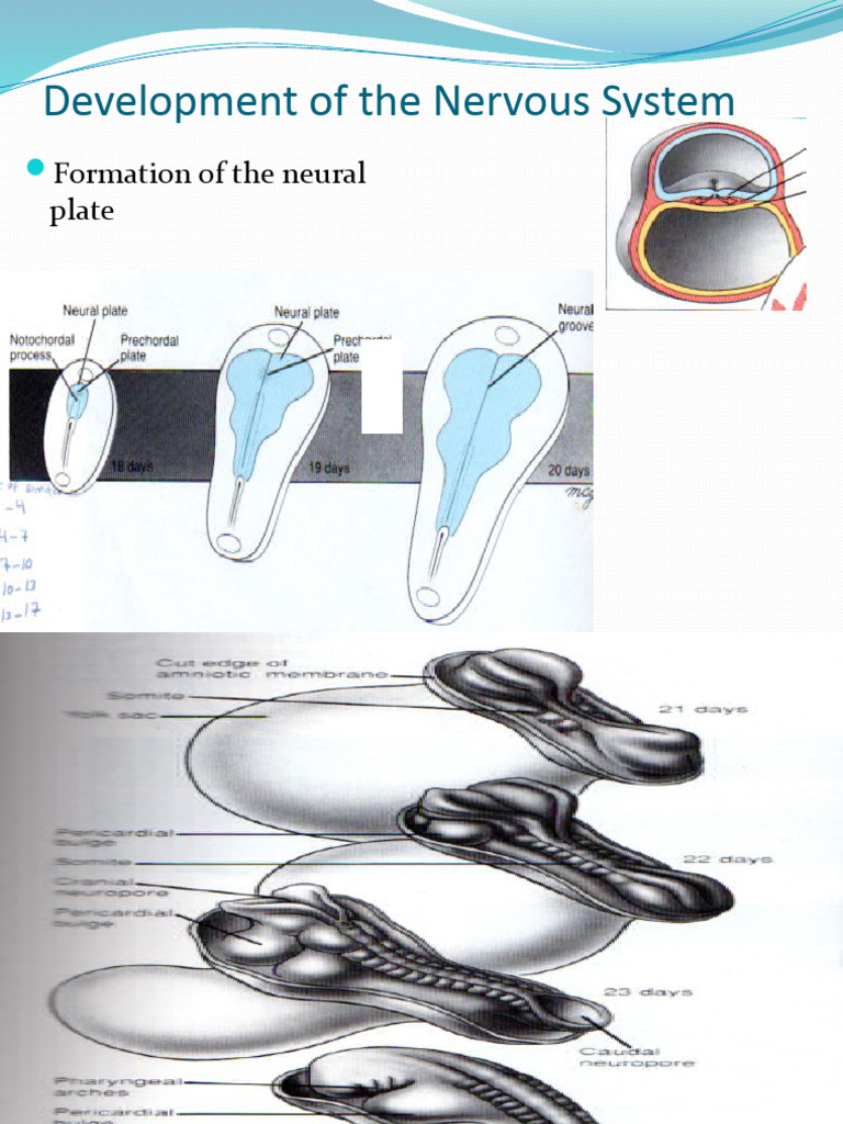 Development of The Nervous System | PDF | Central Nervous System | Brain