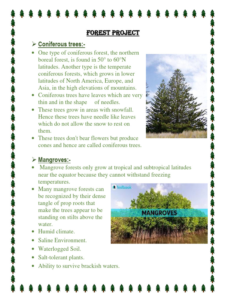 Coniferous Forests and Deforestation Solutions | PDF
