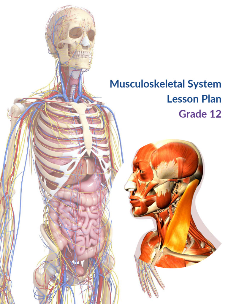 Grade 12 Musculoskeletal Lesson | PDF | Skeletal Muscle | Muscle ...