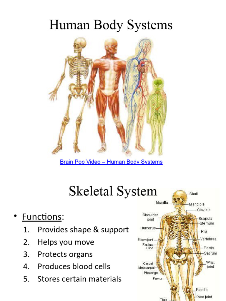 Human Body Systems | PDF | Digestion | Human Body