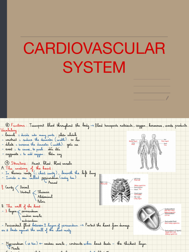 Cardiovascular-System | PDF
