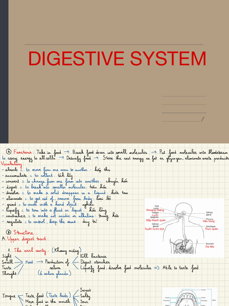 Digestive System | PDF | Pancreas | Stomach