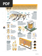 Eusocialidad en Insectos Sociales | PDF | Eusocialidad | Hormiga