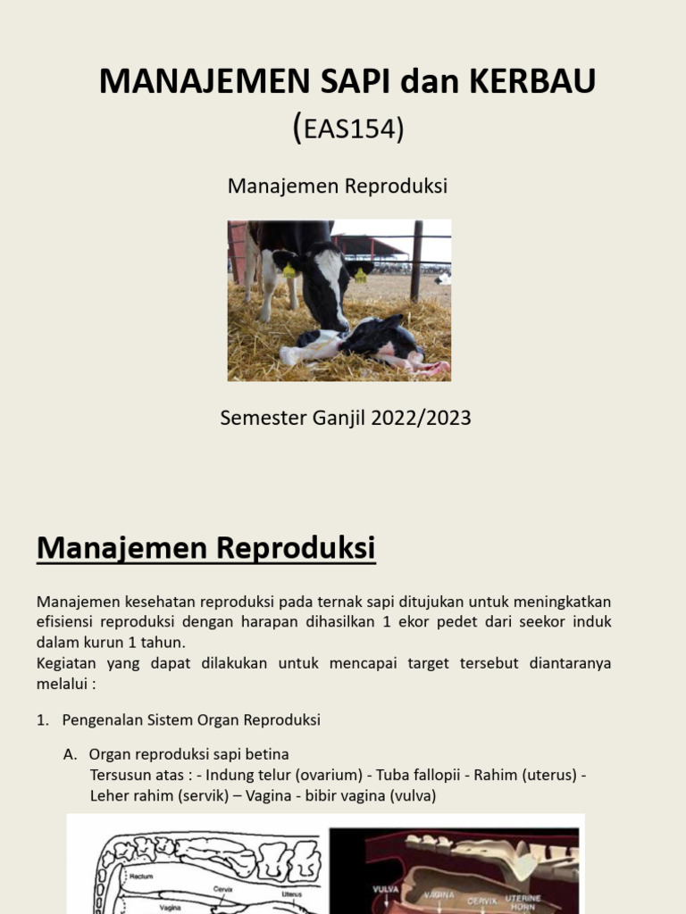 Manajemen Sapi Dan Kerbau - 3 - Manajemen Reproduksi | PDF