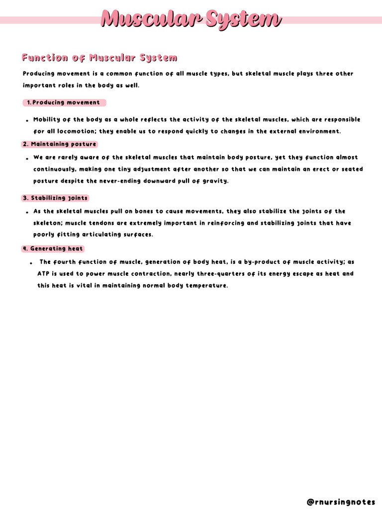 Muscular System | PDF | Anatomical Terms Of Motion | Human Leg