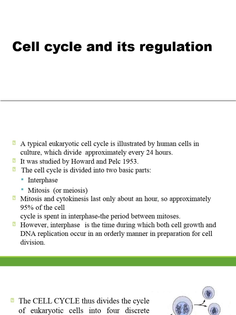 Cellcycle Regulation | PDF | Cell Cycle | Mitosis