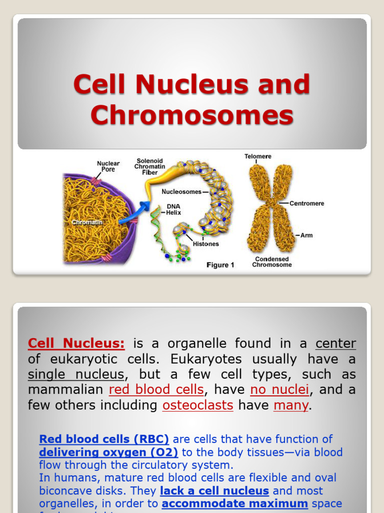 06 Cell Nucleus And Chromosomes Pdf Rna Dna