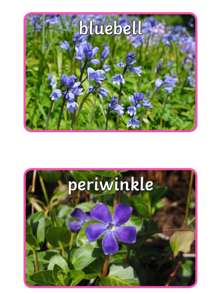 Spring-flowers-display-photos | PDF