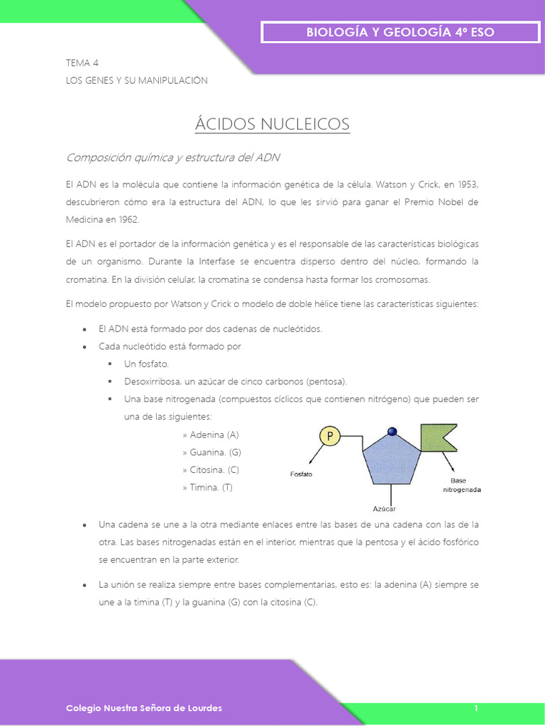 Ácidos Nucleicos TEMA 4 | PDF | Rna | Adn