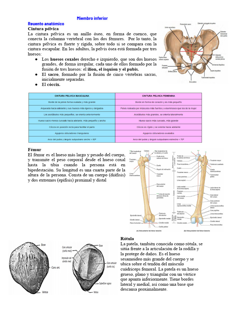 2.1 Miembro Inferior | PDF | Pelvis | Rodilla