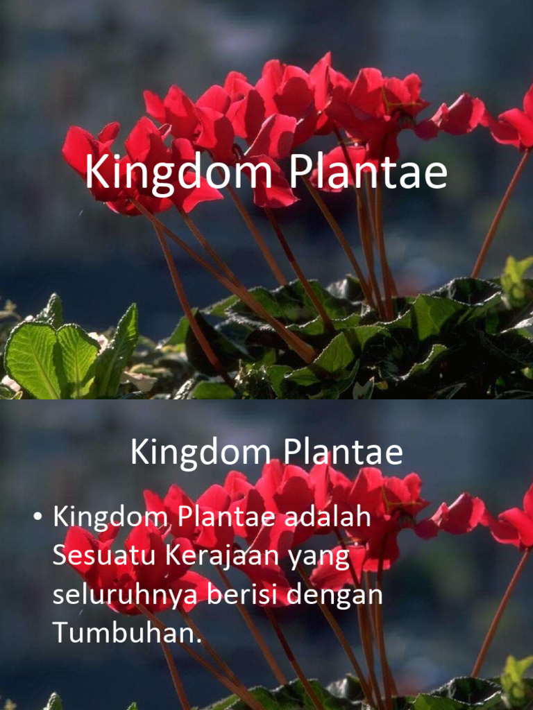 Ciri dan Jenis Kingdom Plantae | PDF | Griya & Taman | Kesehatan Holistik