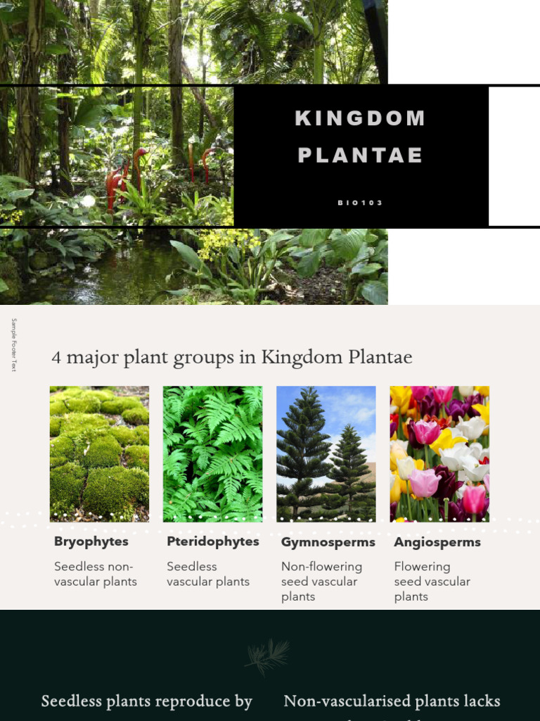 10-Kingdom Plantae | PDF | Spore | Moss