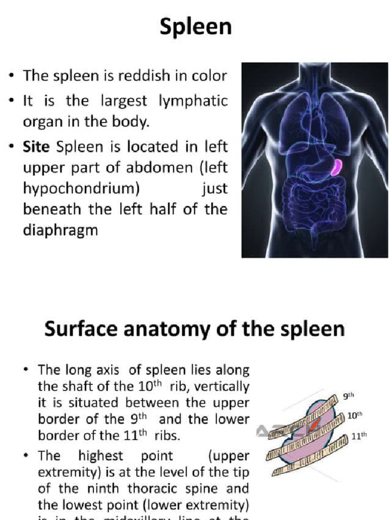 Spleen | PDF
