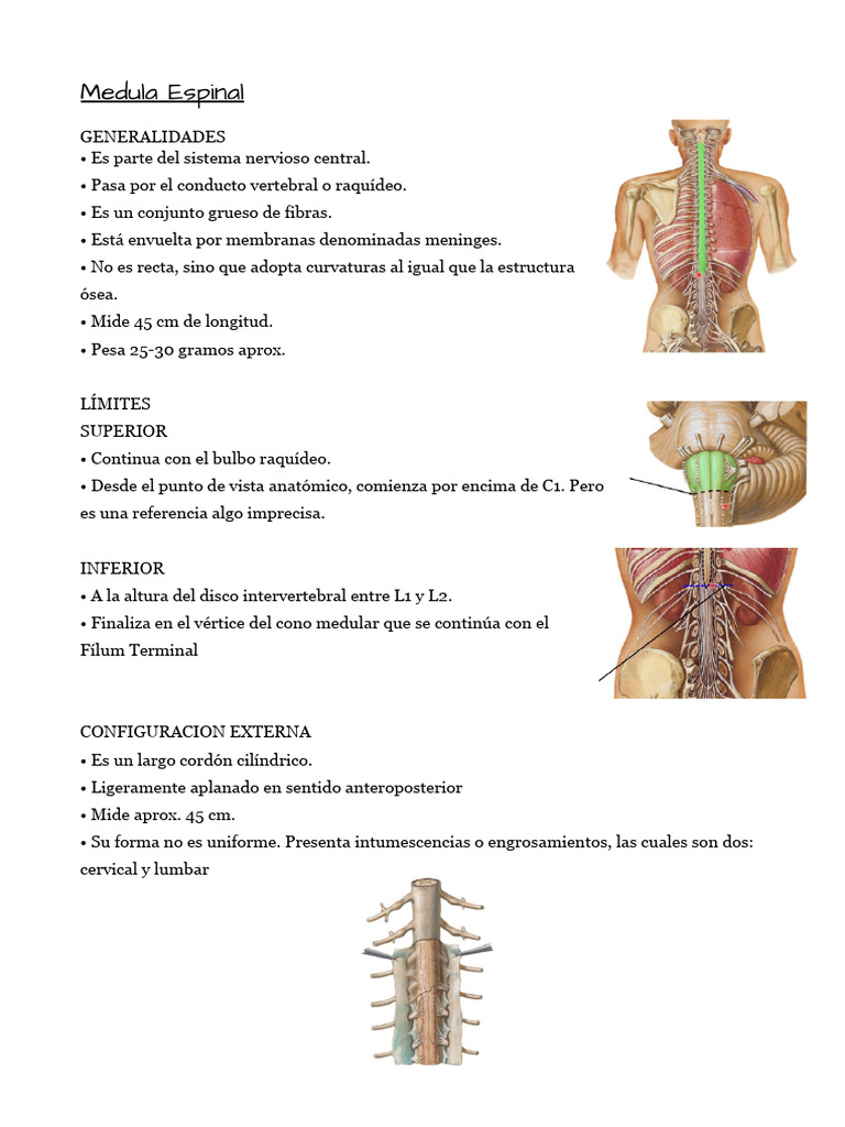 Medula Espinal. | PDF | Médula espinal | Materia gris