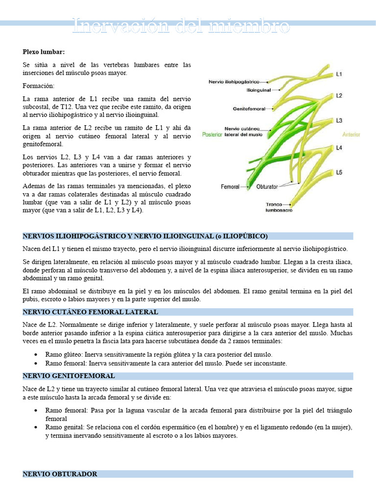 Plexo Lumbar | PDF | Sistema musculoesquelético | Tejido suave