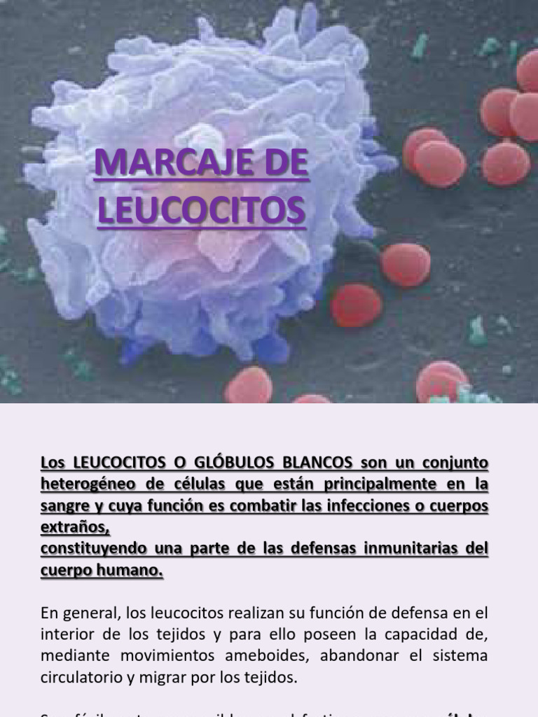 7.-Marcaje de Leucocitos | PDF | Leucocito | Sangre