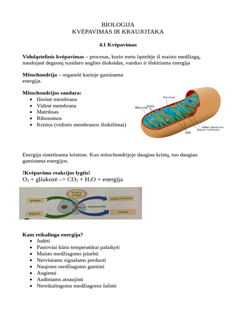 Biologija Kvėpavimas Ir Kraujotaka | PDF