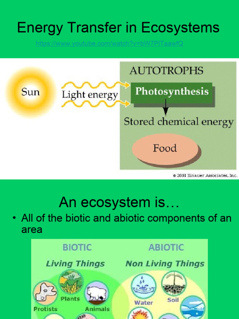 Energy Transfer in Ecosystems | PDF | Food Web | Ecosystem