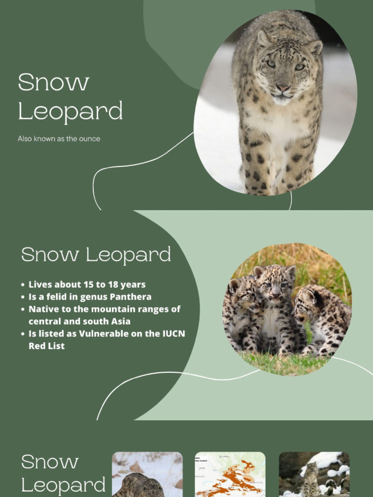 Snow Leopard | PDF