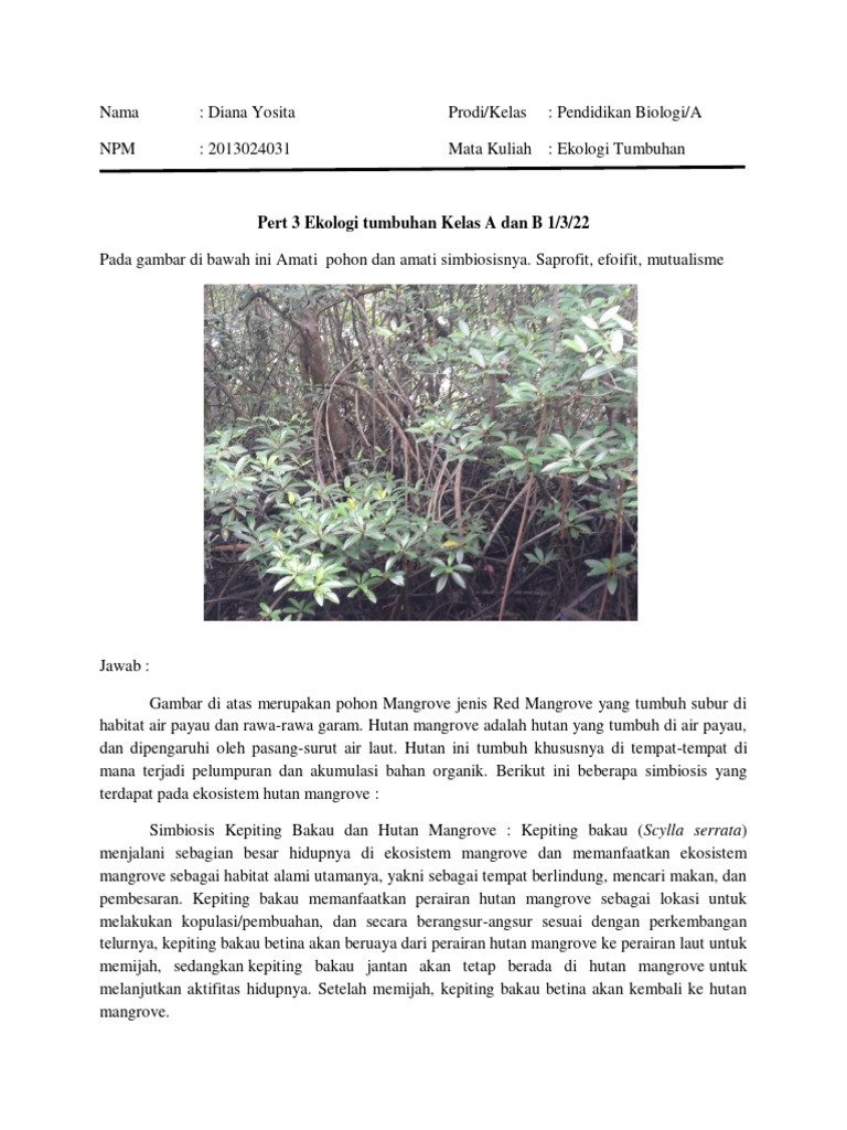 Tumbuhan Saprofit di Ekosistem Mangrove | PDF | Griya & Taman