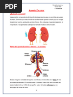 Infografía Del Sistema Excretor | PDF | Sistema urinario | Riñón