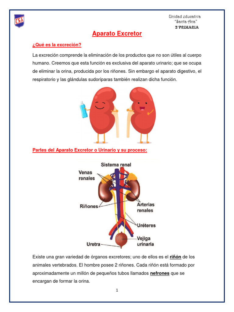 Aparato Excretor | PDF | Sistema urinario | Excreción