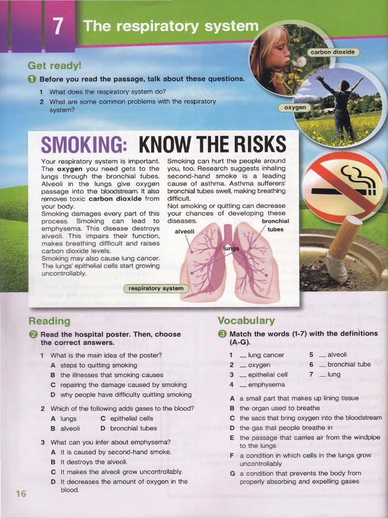 Lesson 7 The Respiratory System | Download Free PDF | Lung ...