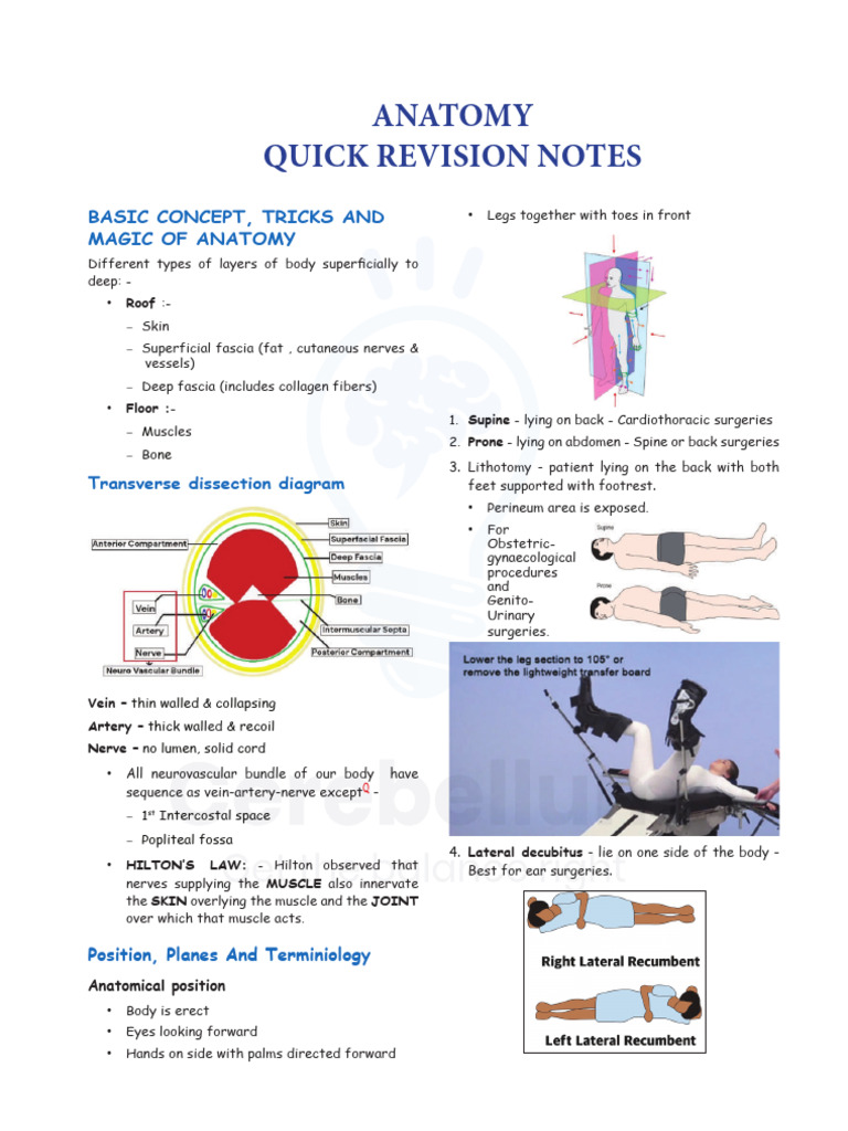 Cerebellum-Rr - 1 (Anatomy, Physiology, Biochemistry) | PDF | Arm | Thumb
