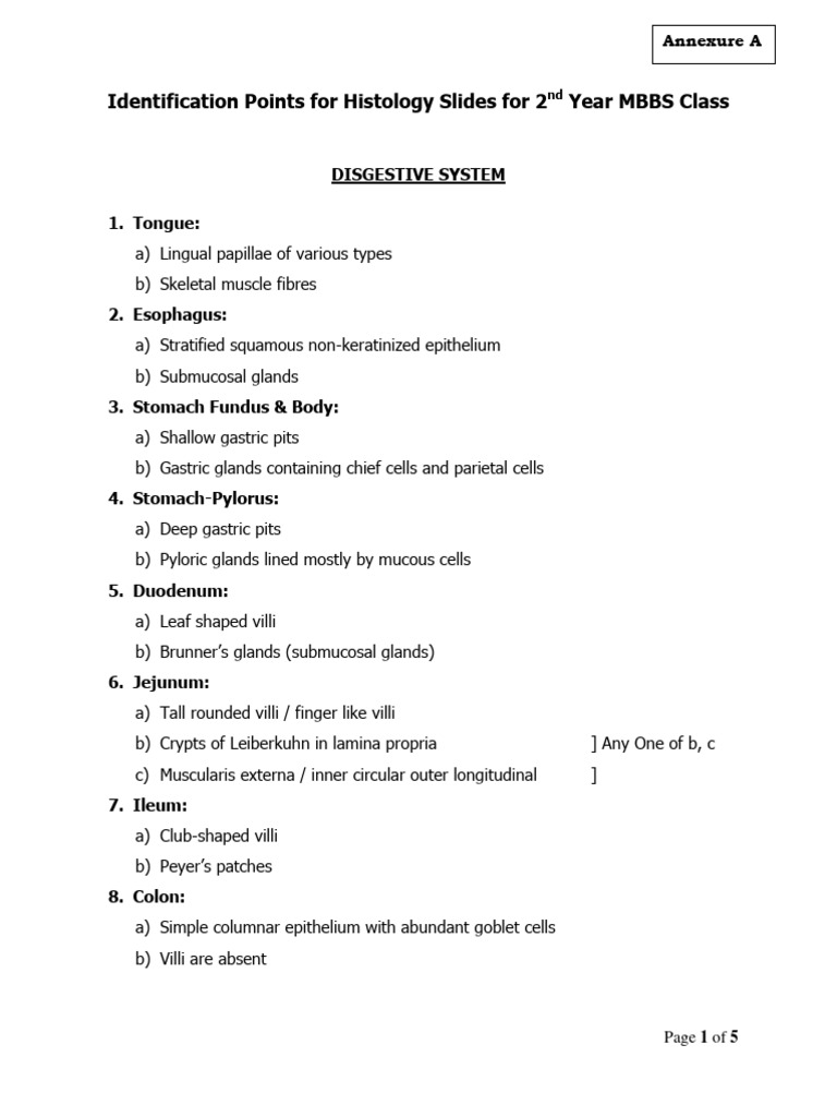 Histo Slides Points | PDF | Epithelium | Stomach
