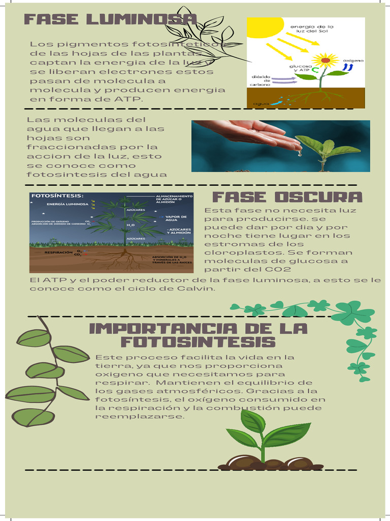Green & Brown Monstera Plant Fun Facts Infographic (1) | PDF