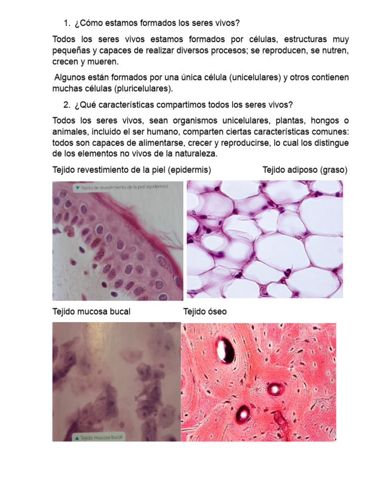 Células y Sistema Digestivo | PDF | Digestión | Sistema digestivo humano